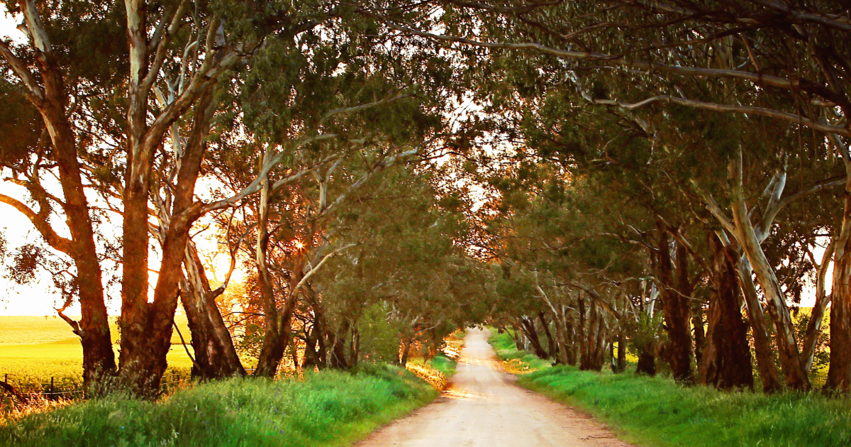 Rolling the dice on a Coolamon Country Change | Blog Posts - Country Change