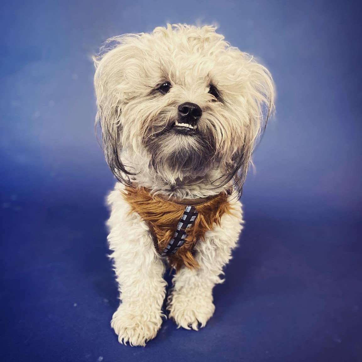 Sir Reginald "Reggie" | Artist