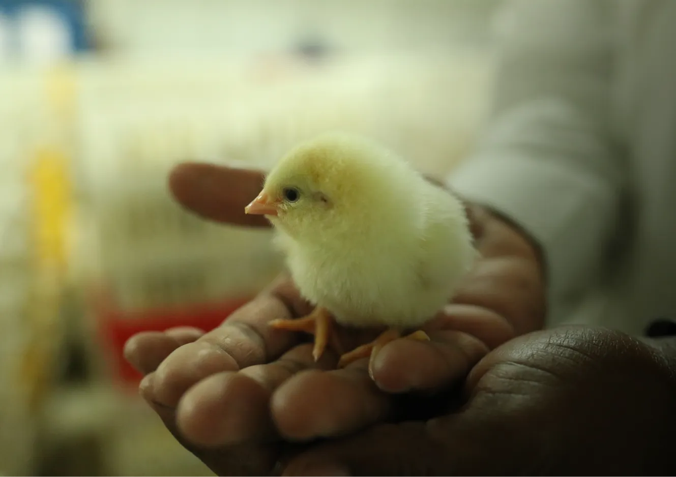 Caribbean Poultry Association