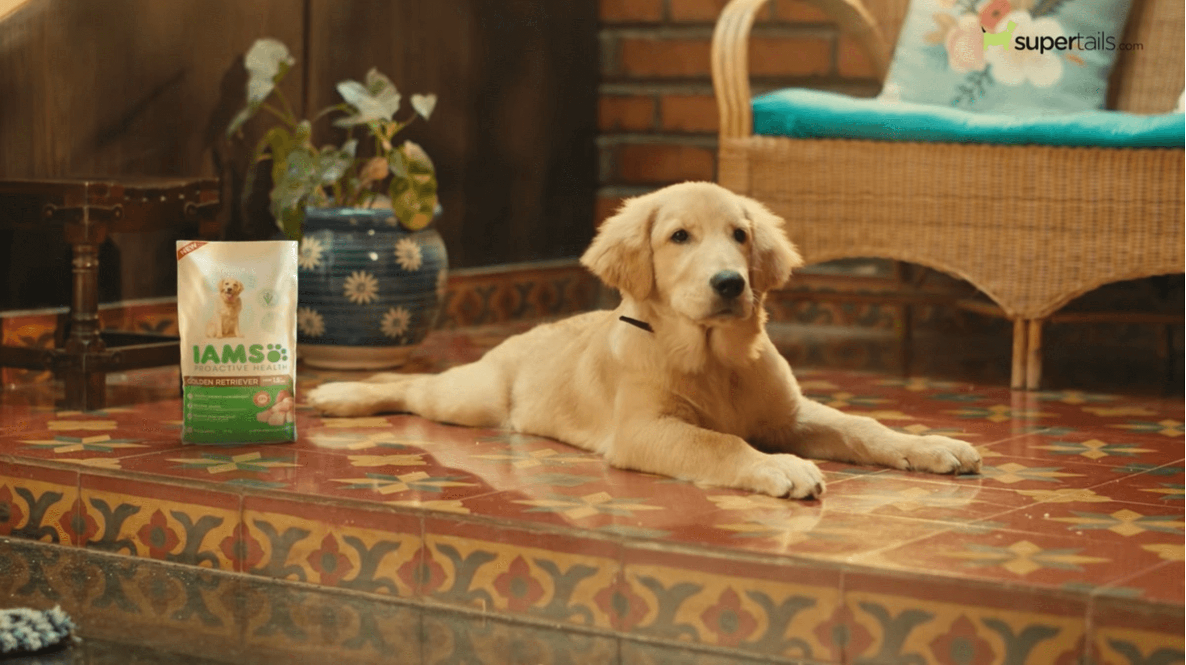 Supertails | Brands - DSG Consumer Partners