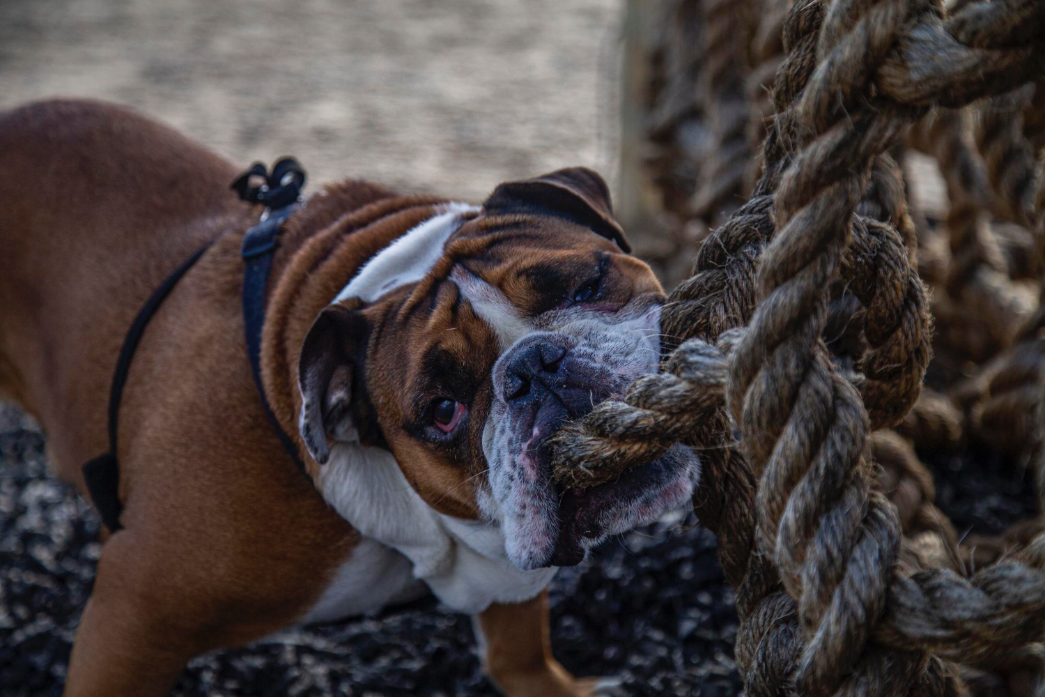 Pet Behavior: Understanding and Managing Compulsive Disorders in Dogs