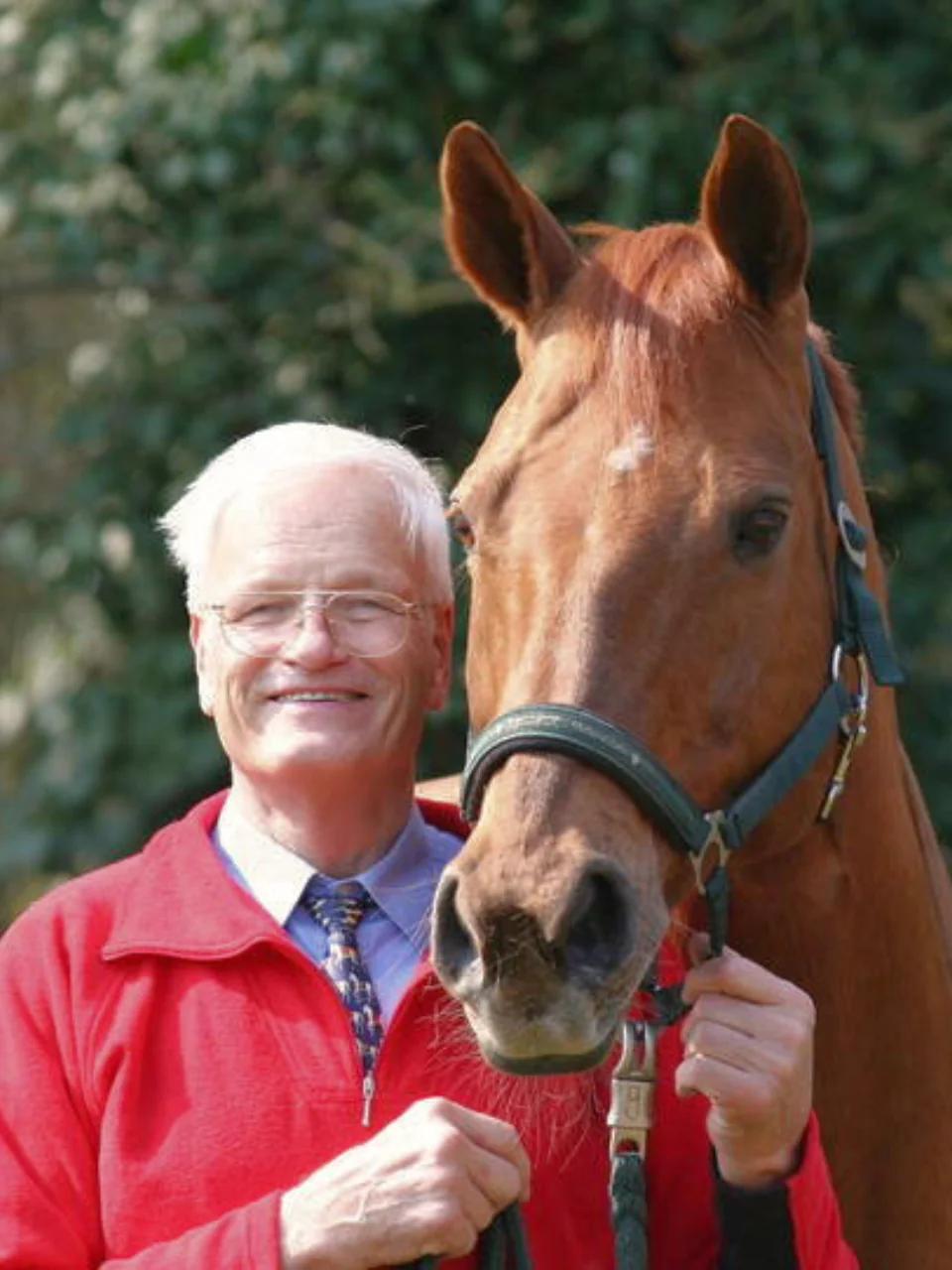 wehorse – Die Online Reitschule