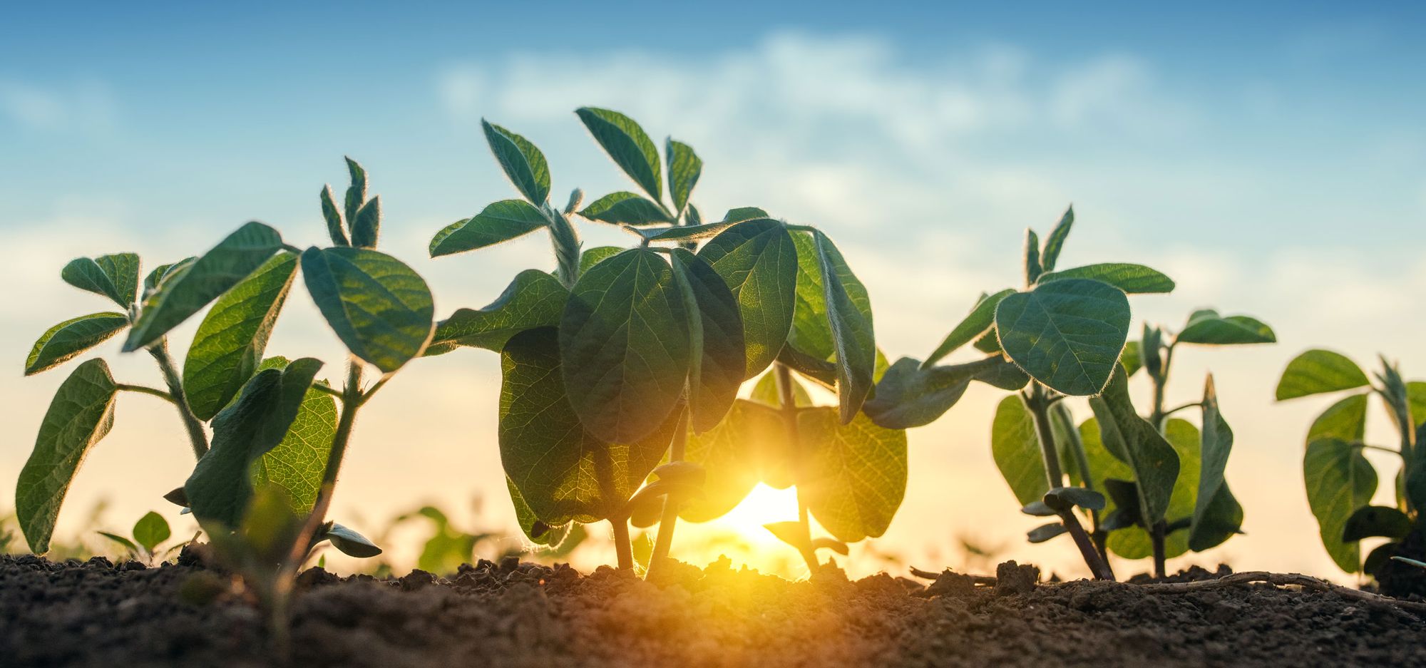 About Evergreen Grease