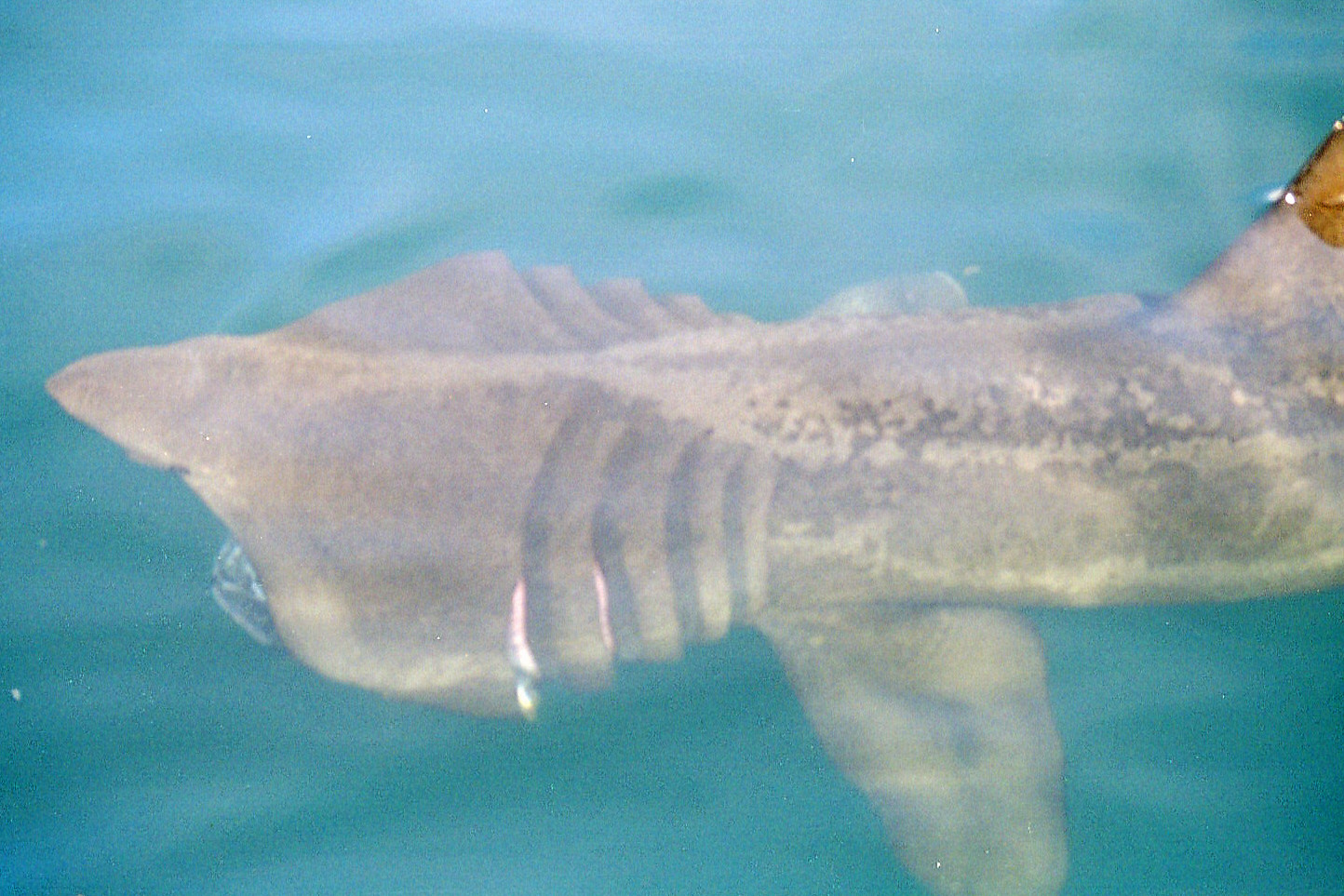 Basking Shark in Cornwall
