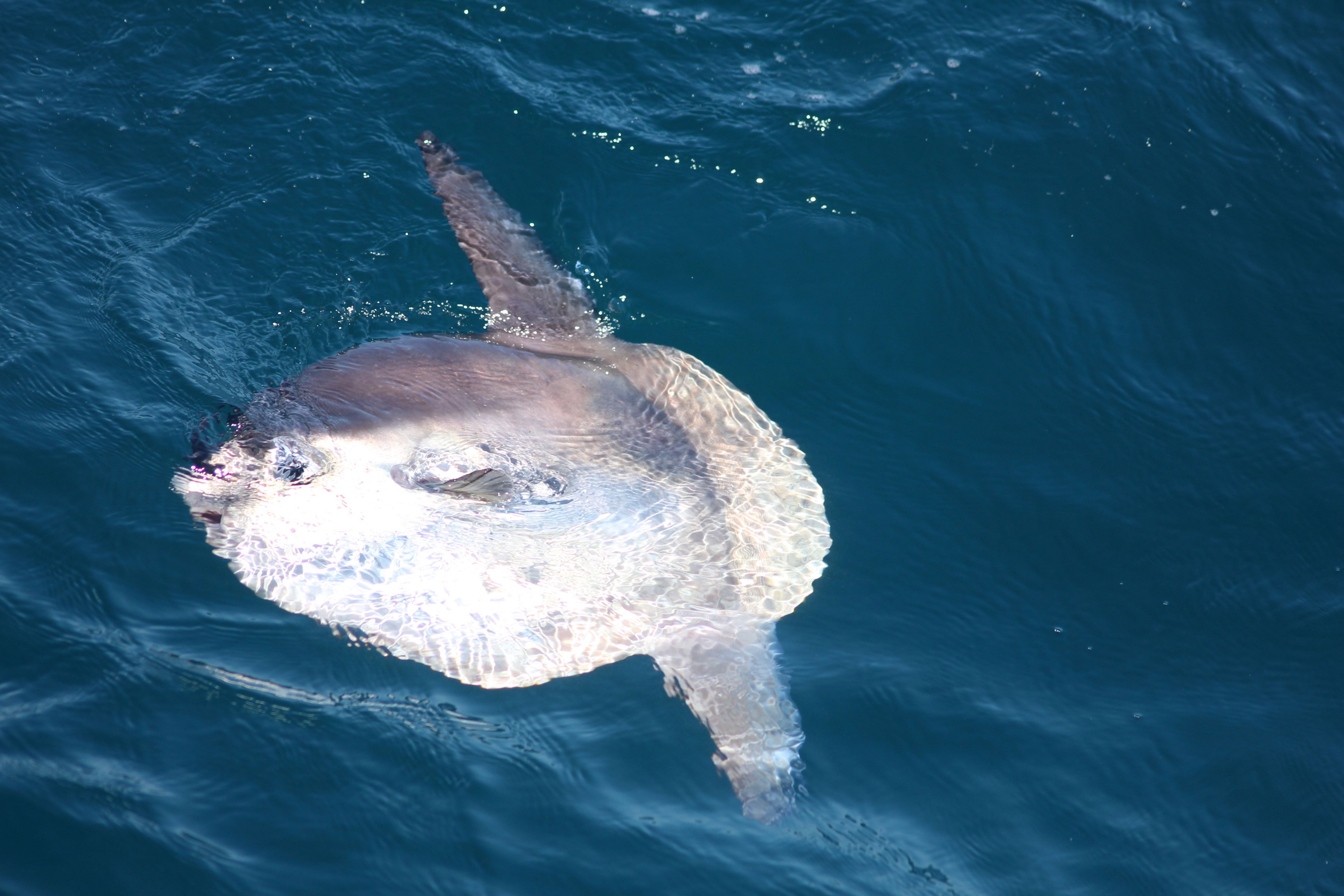Sunfish in Cornwall