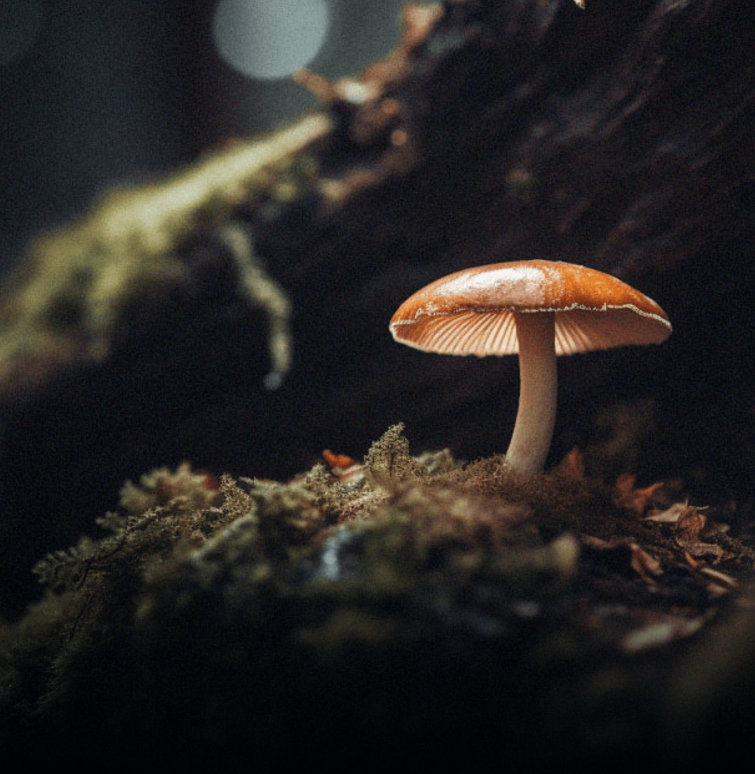 anui | The future of AI from the Hunt, Gather Makers + Doers