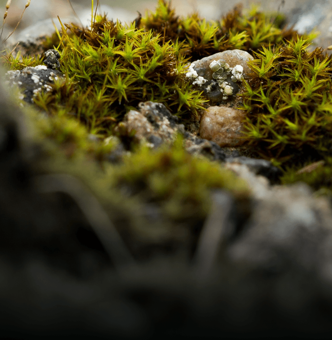 anui | The future of AI from the Hunt, Gather Makers + Doers