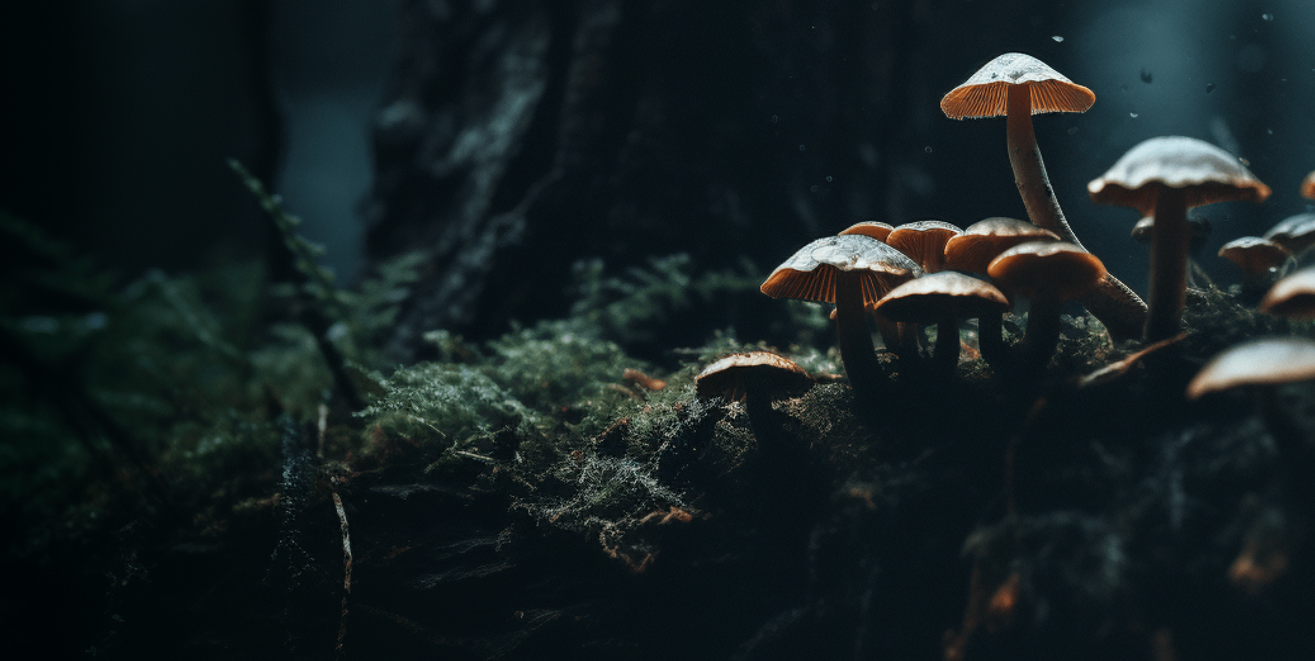 anui | The future of AI from the Hunt, Gather Makers + Doers
