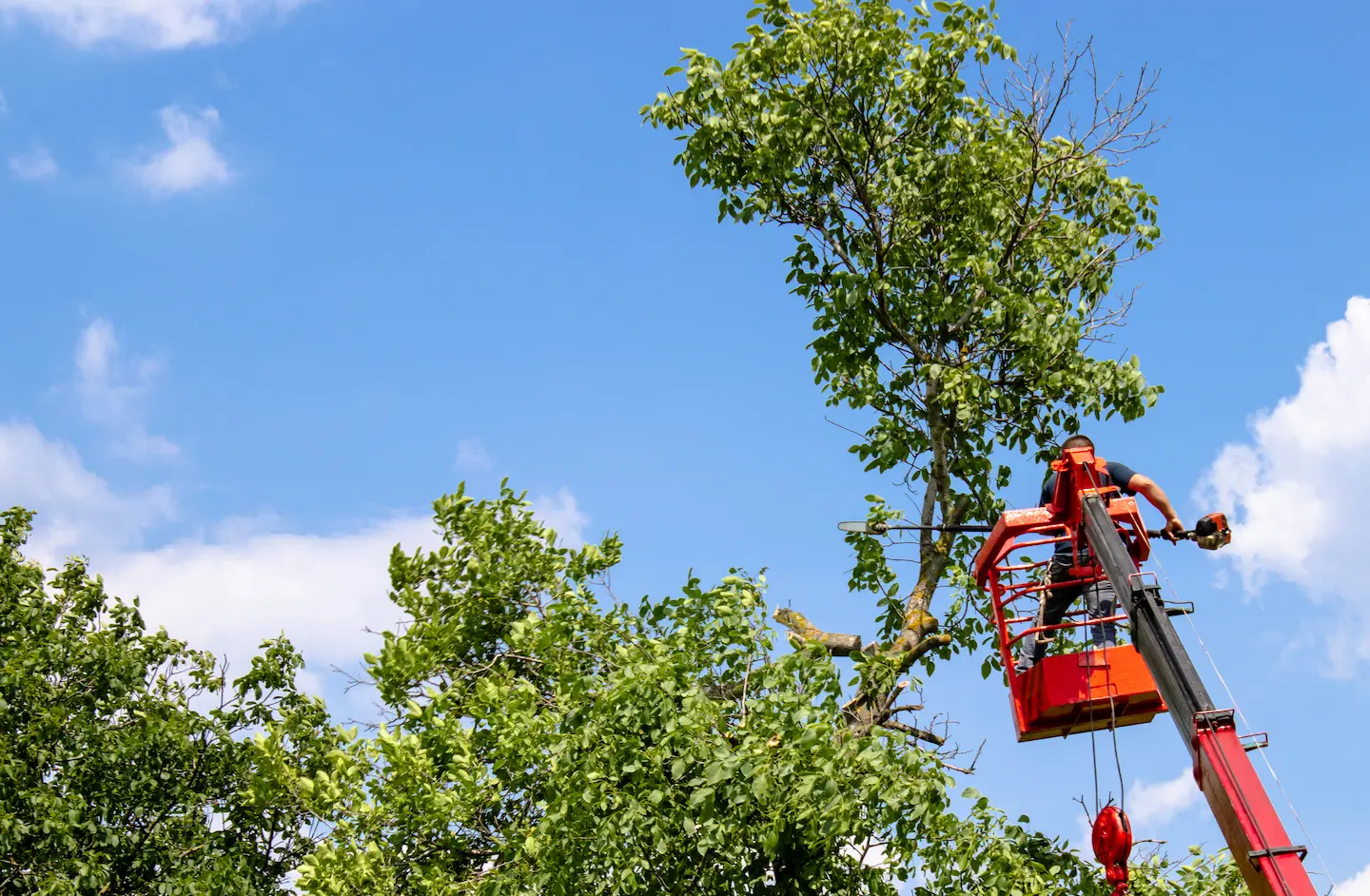 Roanoke Tree Risk Assessment Service - J&J Treewackers