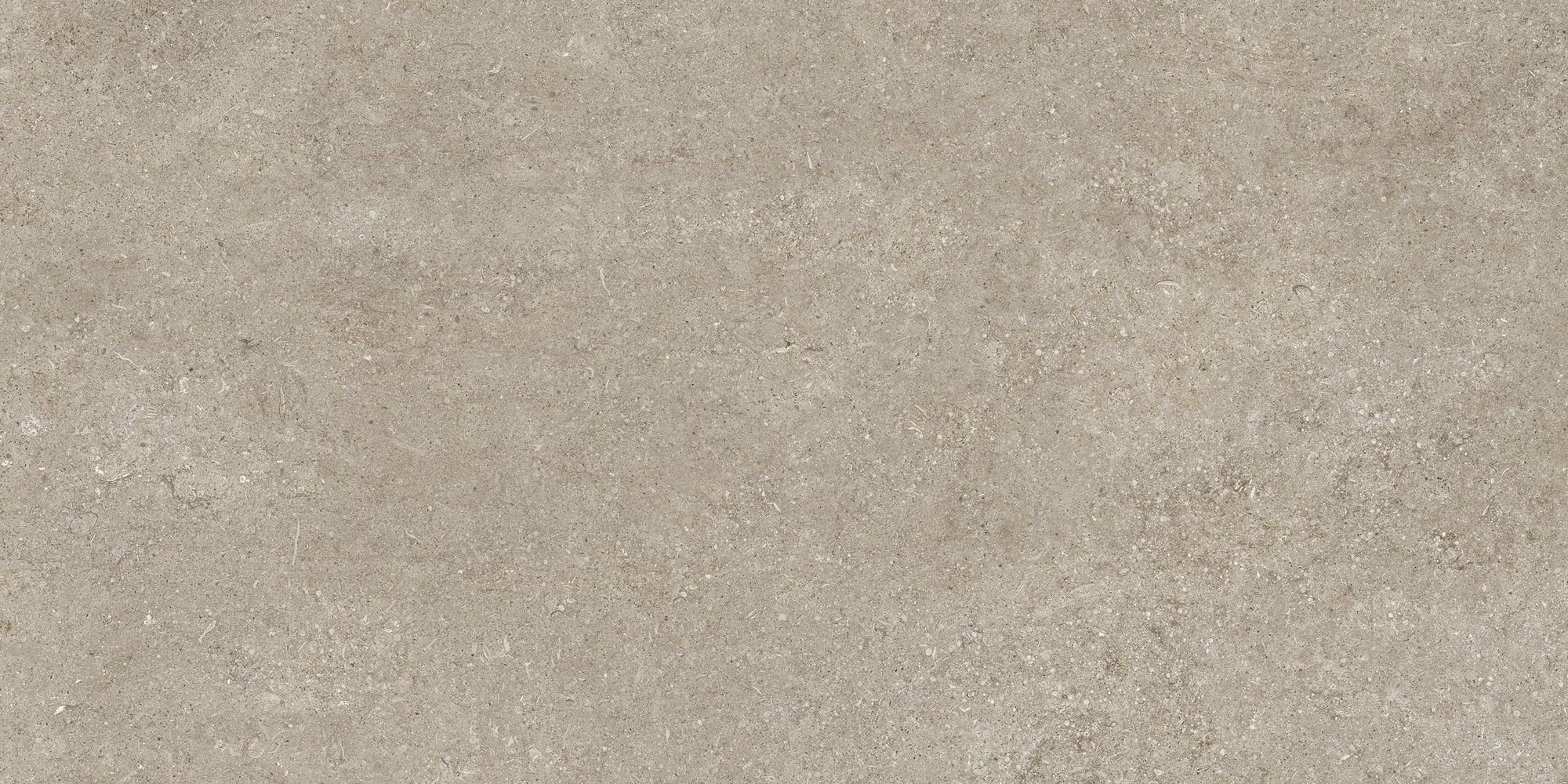 White Fossil | ELM Surfaces | Porcelain, Ceramic, Wood, and a World More