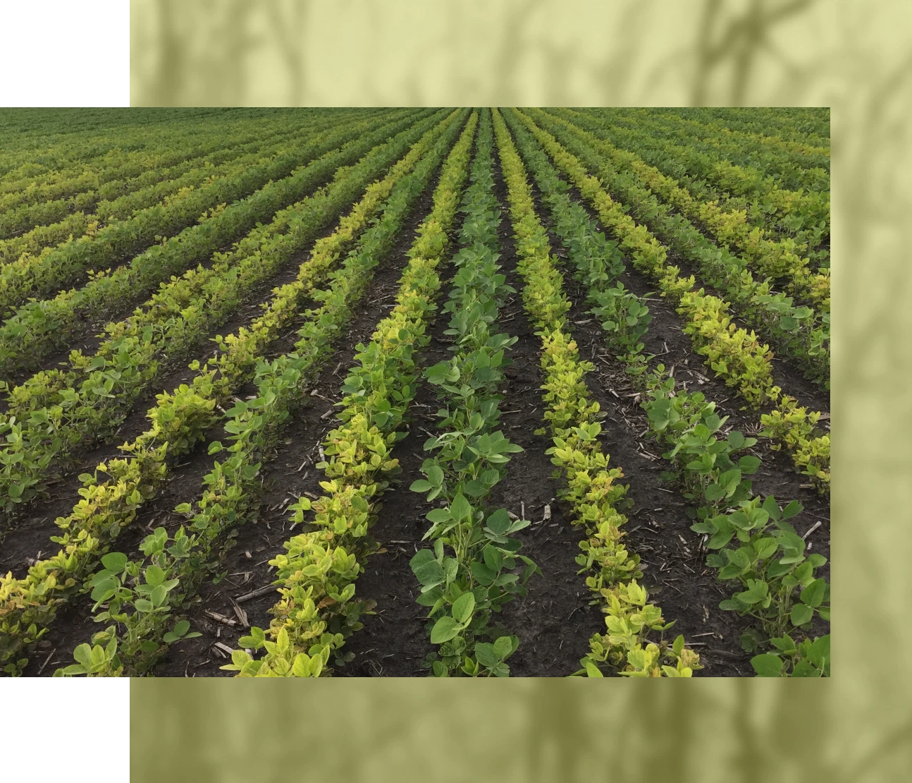 Crop Production - Agronomy | Weiland Farms