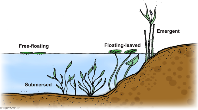 Insight - Aquatic Plant Surveys: How and Why?