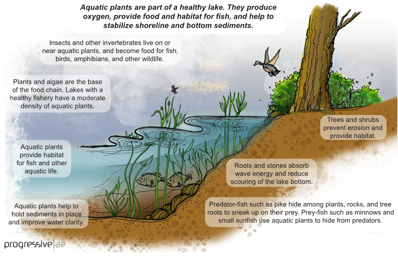 Insight - Aquatic Plant Surveys: How and Why?