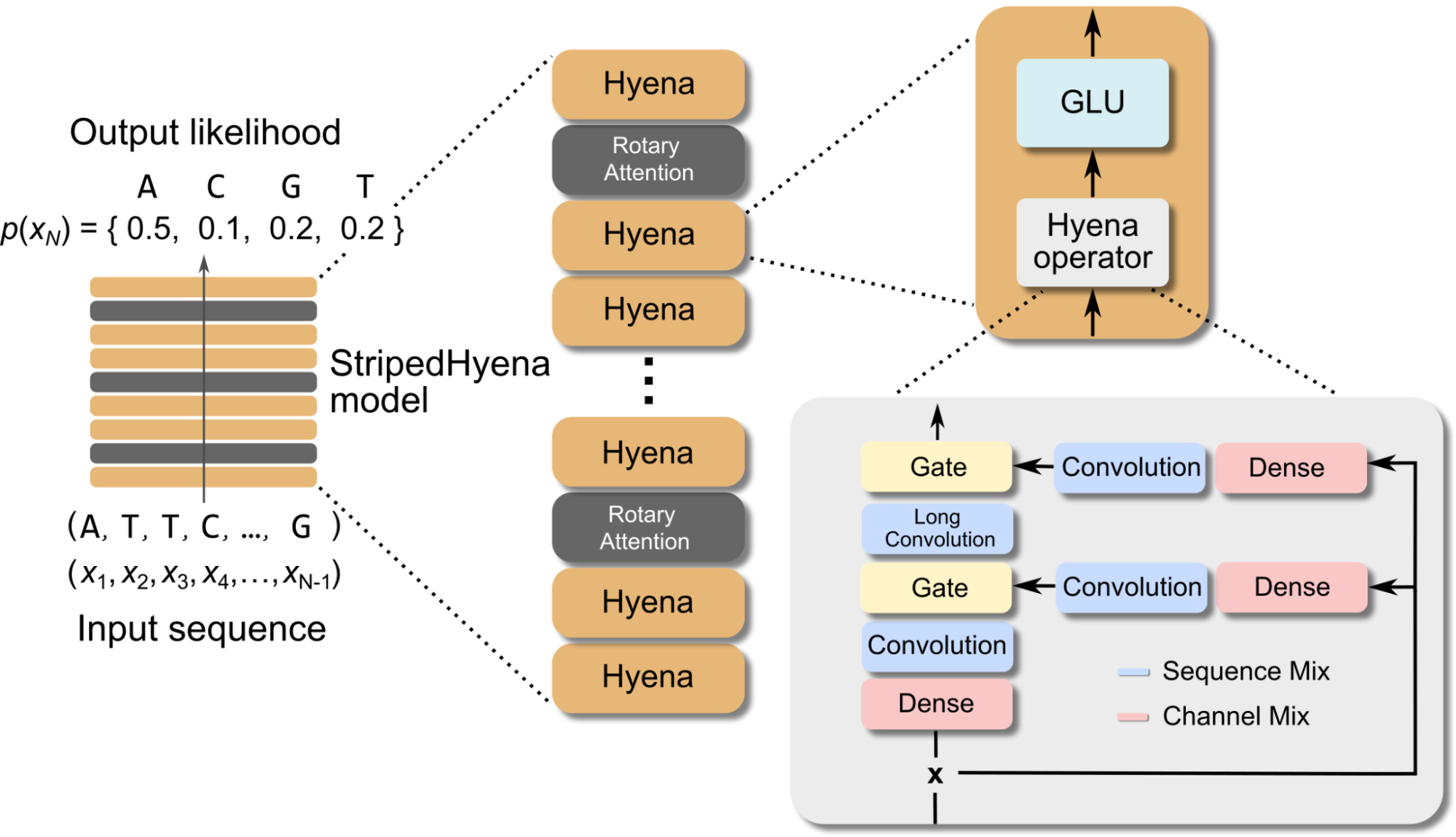 Evo: Long-context modeling from molecular to genome scale