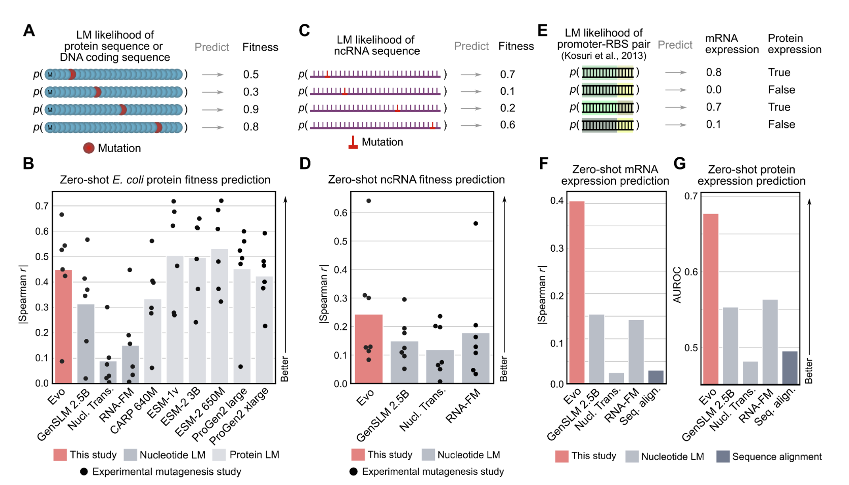 Evo: Long-context modeling from molecular to genome scale