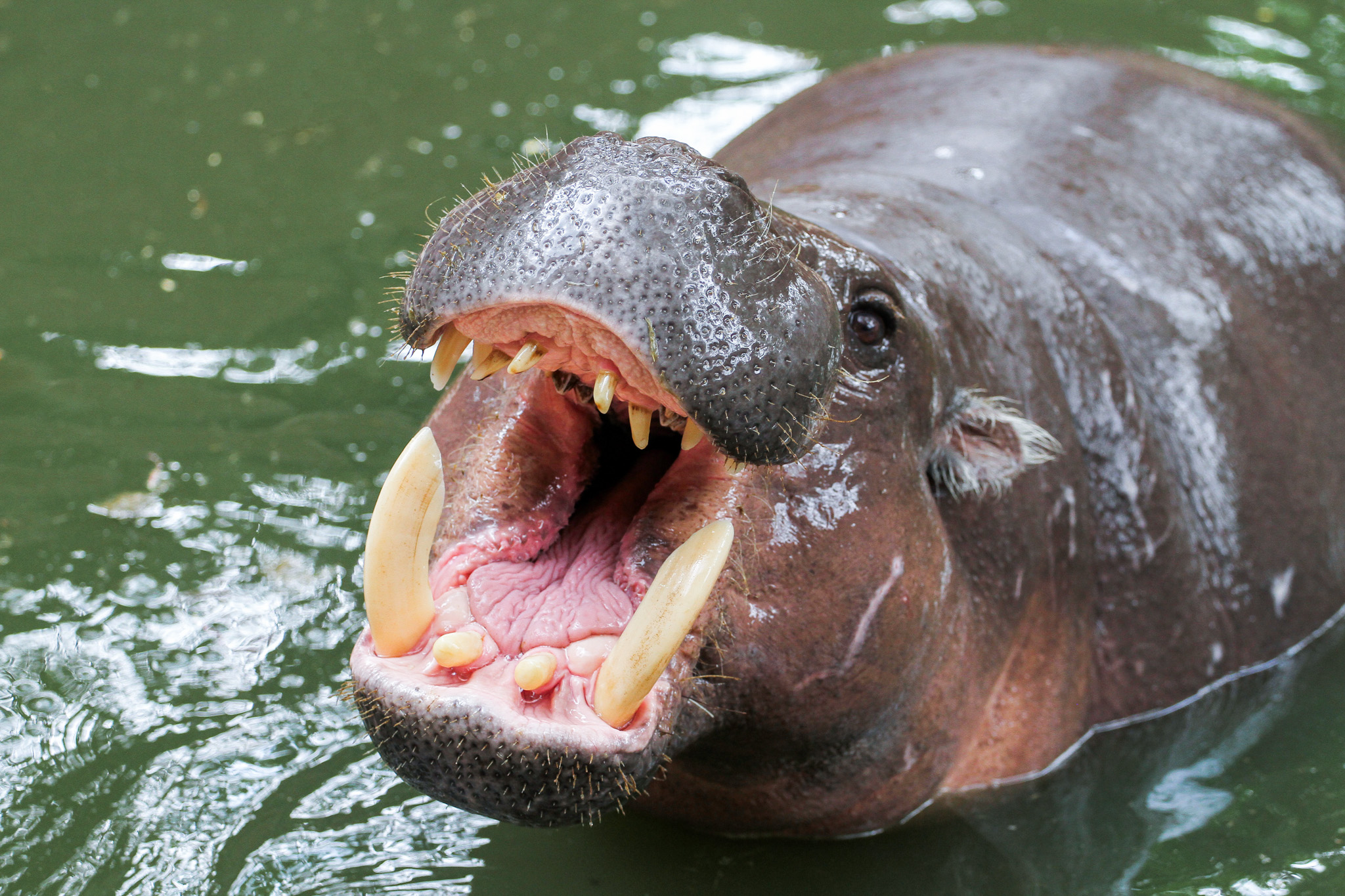 Hotsy Helps Hippo | Hotsy Minnesota