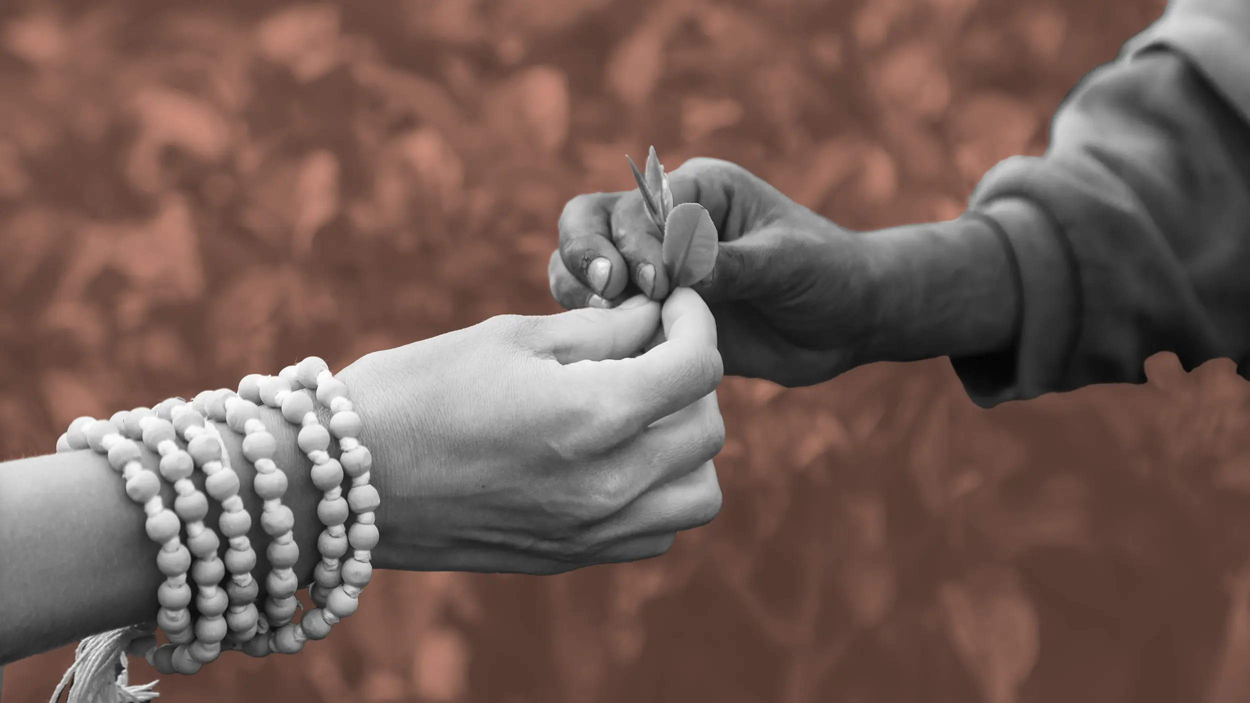 A Guide to Plant-based Medicine Healing | Rythmia | Rythmia Blog