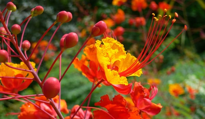 Types of Flowers to Look Out for in Barbados and Where to Find Them