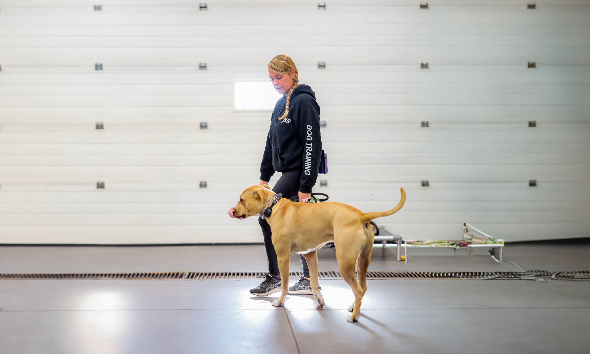 Professional Dog Training | Board & Train Programs | iTK9