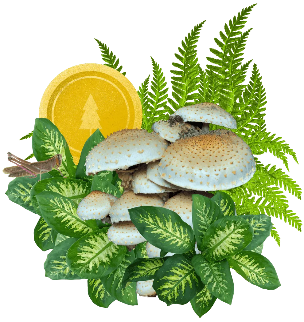 Ecosystem Integrity and Biodiversity Credits