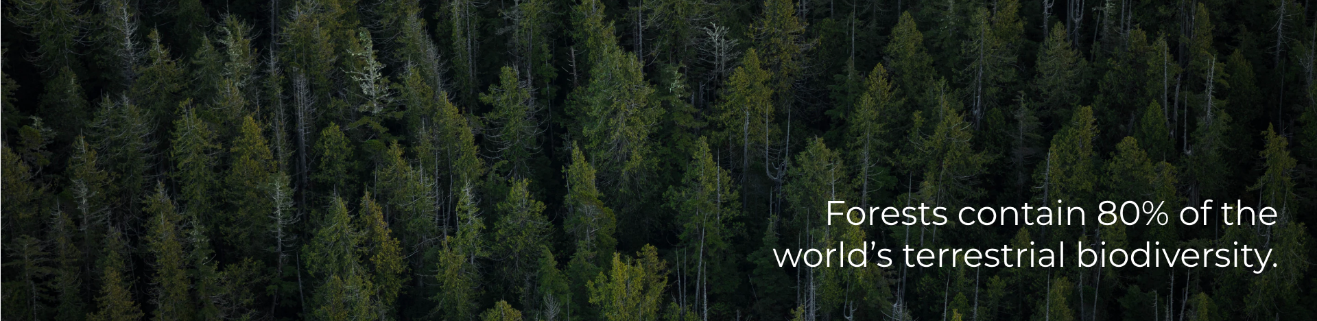 Why We Need to Protect The Forests We Have Left