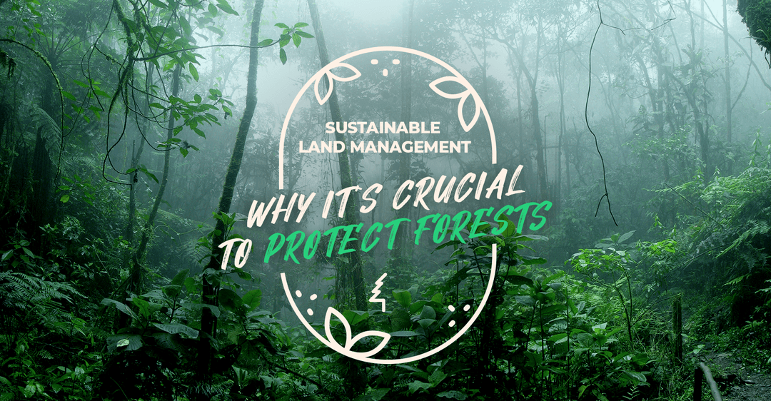 Why We Need to Protect The Forests We Have Left