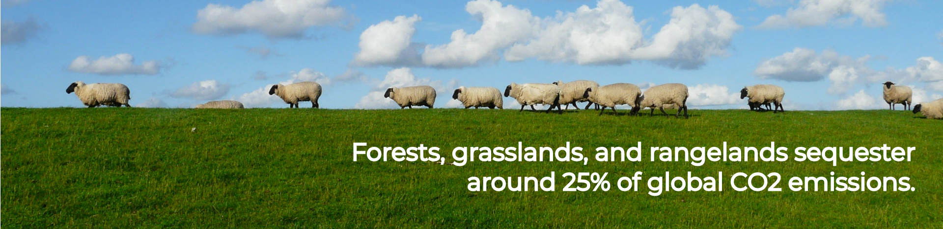 Carbon Sequestration Explained: How Carbon Dioxide is Removed from the Air