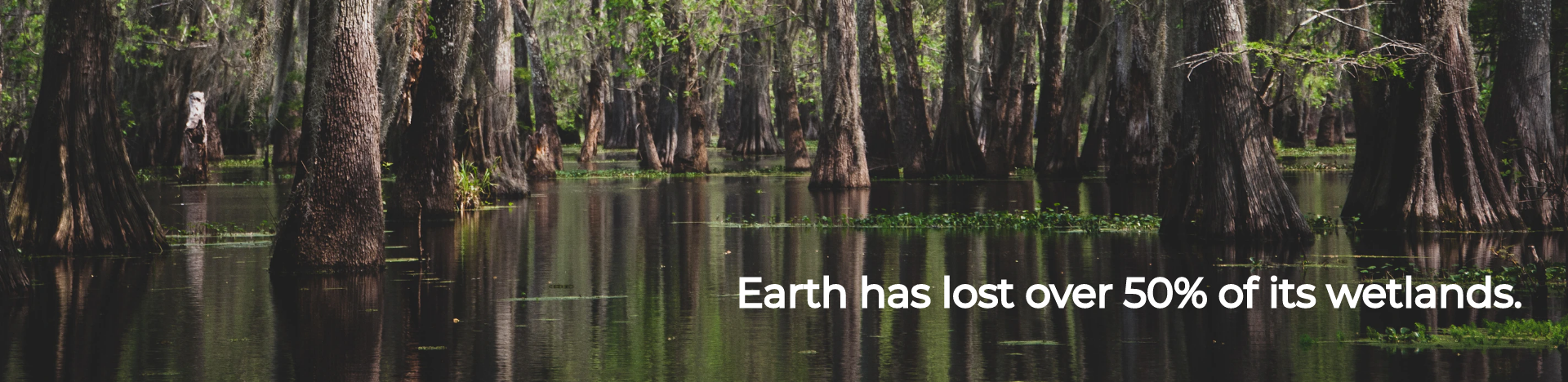 Carbon Sinks Explained: How Storing Carbon Fights the Climate Crisis