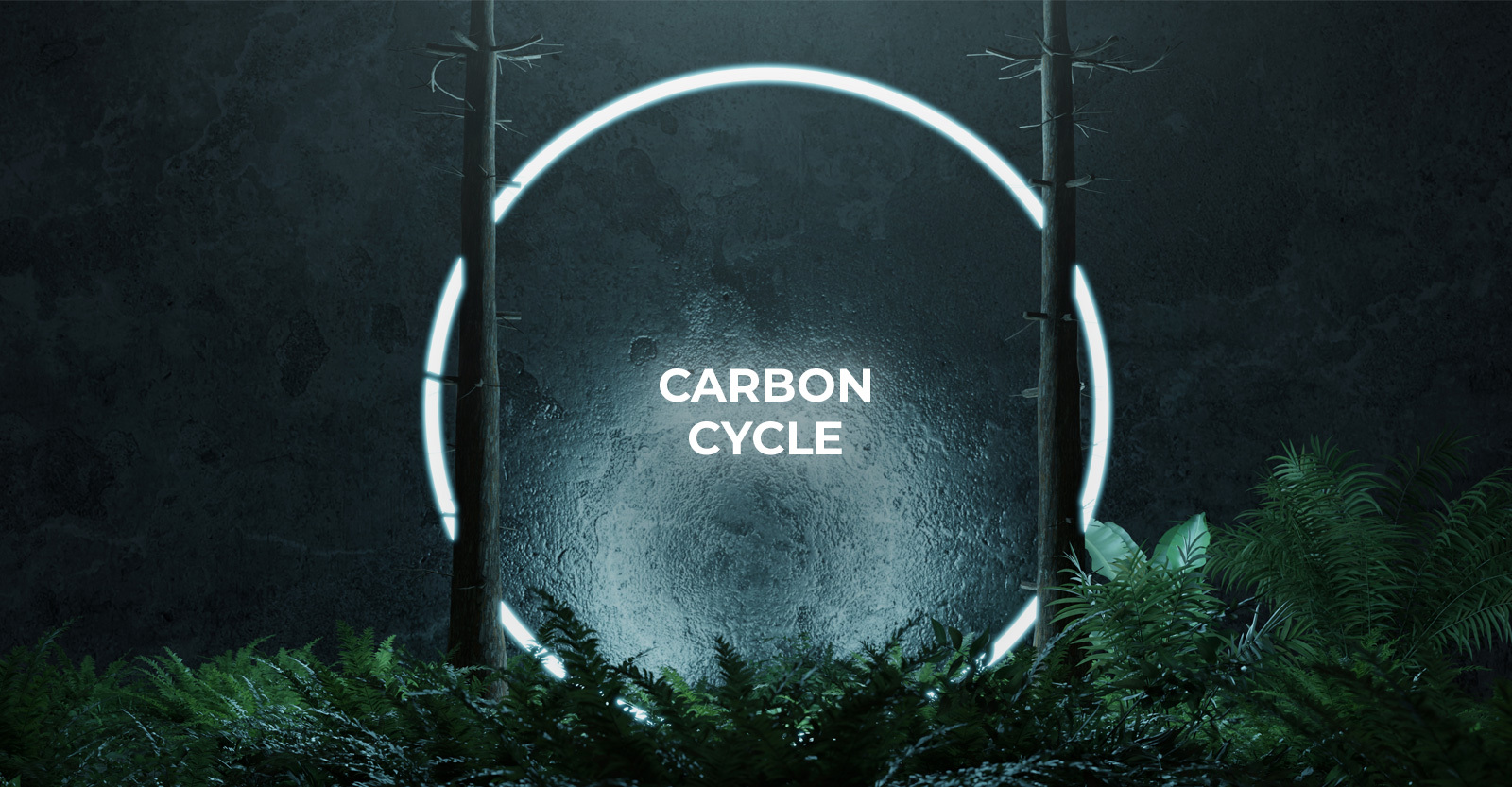 The Carbon Cycle Explained: The Delicate Balance of Carbon in the ...