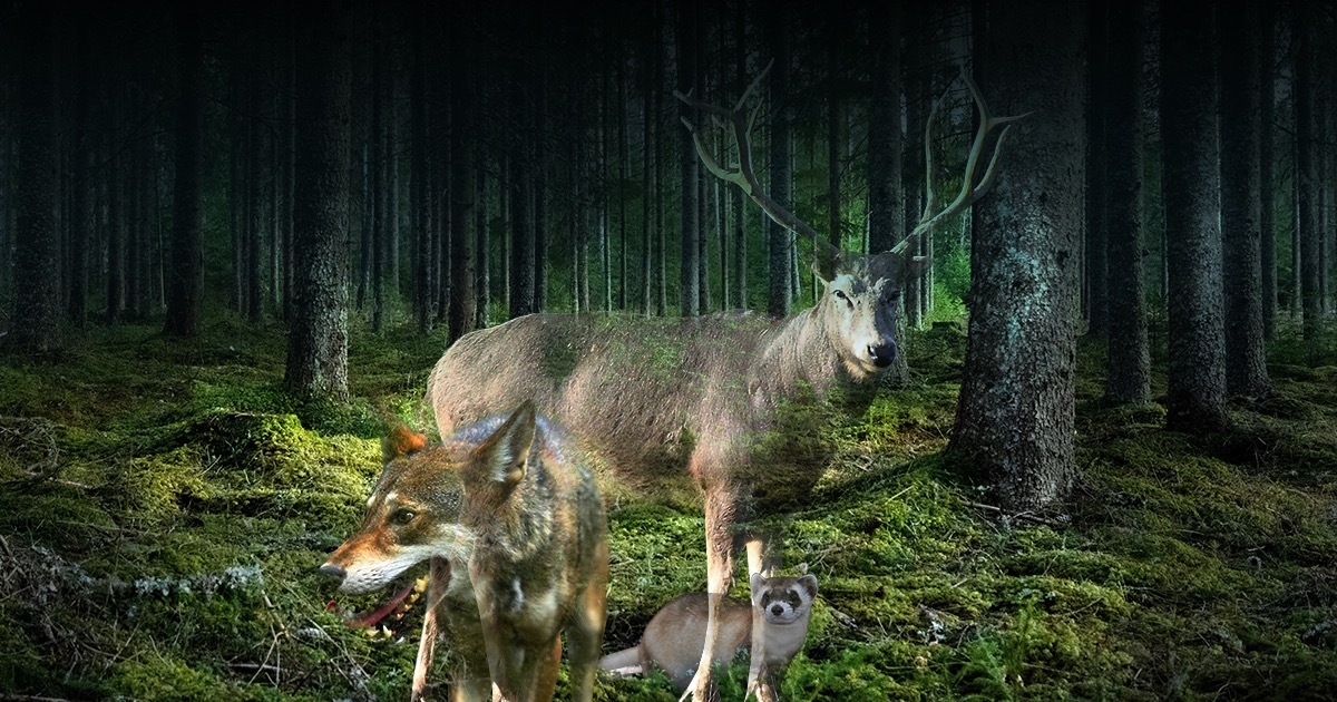 7 Animals Saved from Extinction in 2020