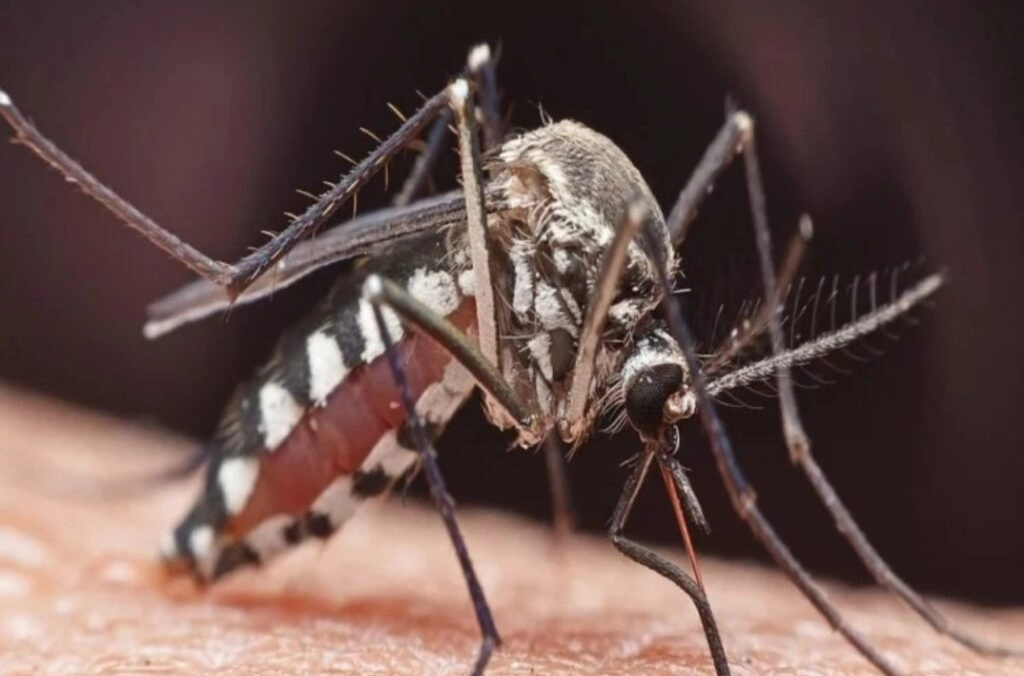 ATLUS’ MOSQUITO CONTROL | Atlus Pest Solutions