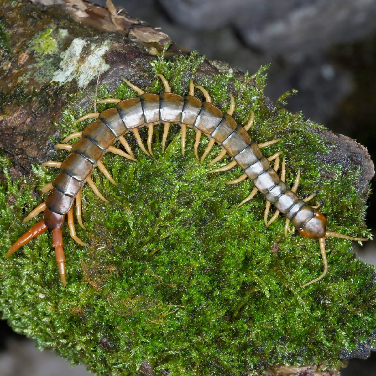 Occasional Pest Identification | Atlus Pest Solutions