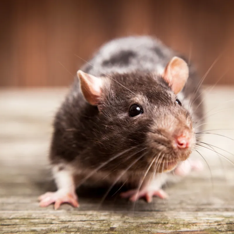 Rodent Identification | Atlus Pest Solutions