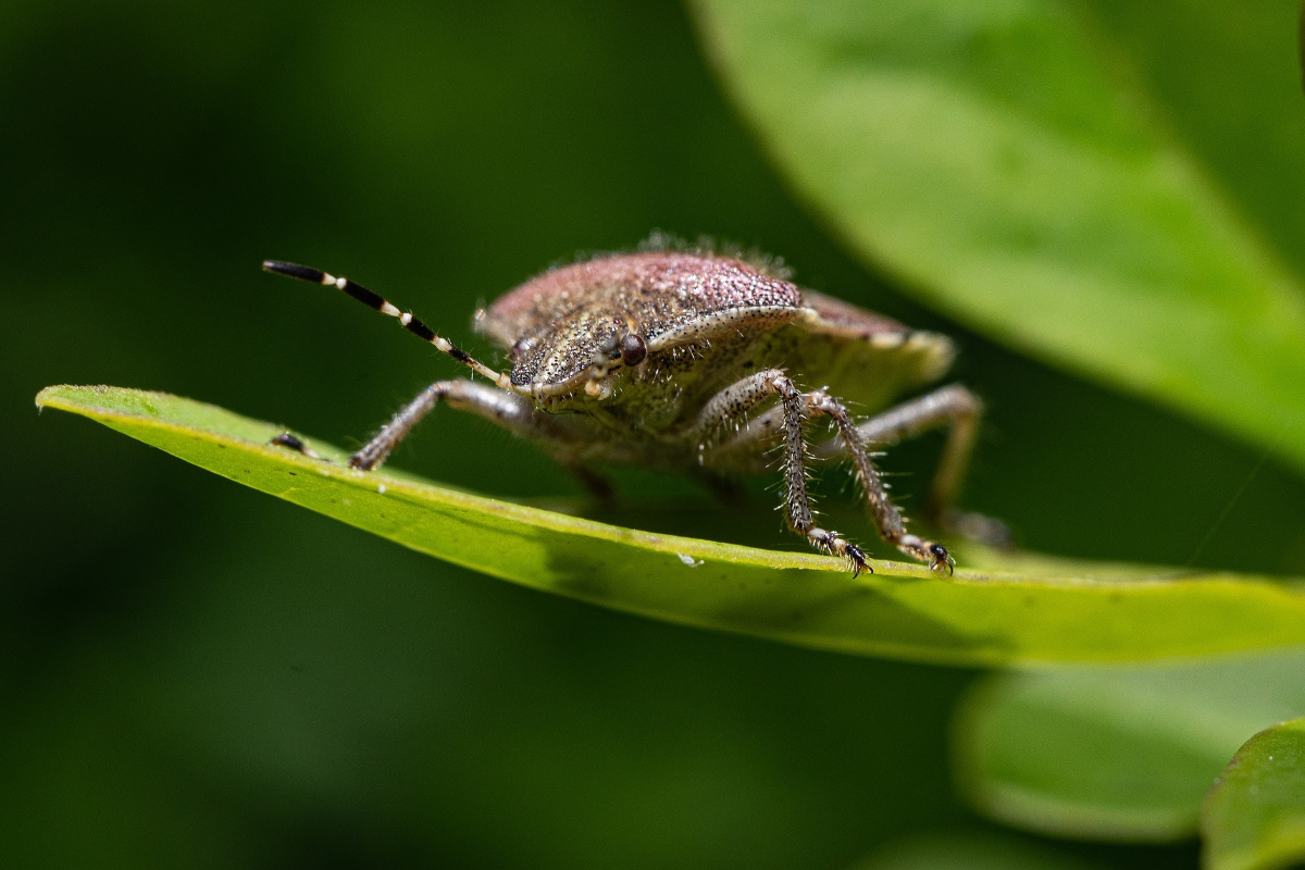 Types Of Bugs In Alabama | Atlus Pest Solutions