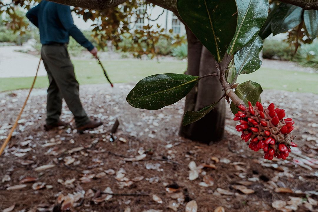 Everett Tree Service: Raleigh's Top Tree Care, Removal & Plant Health ...