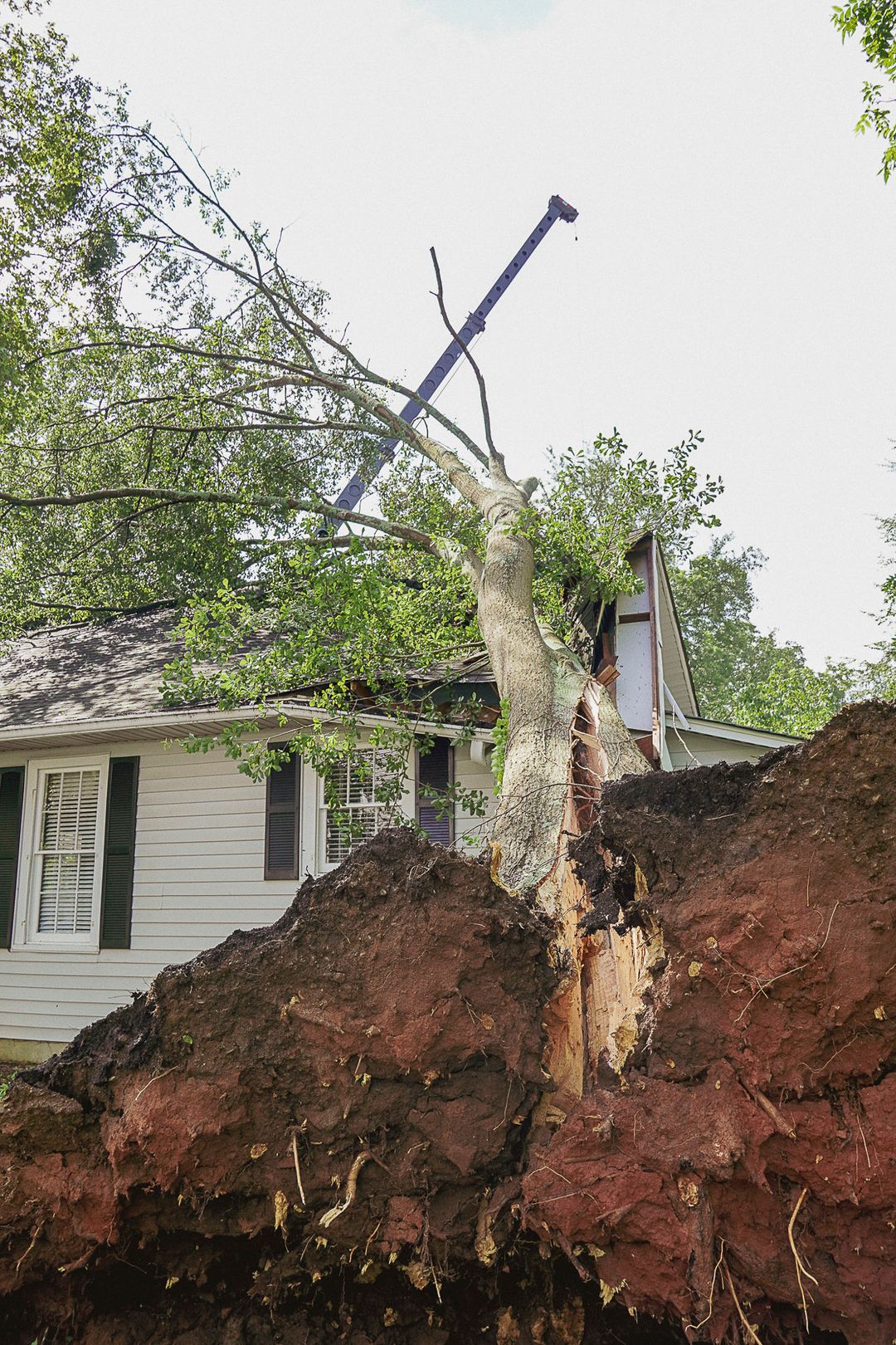 Everett Tree Service: Raleigh's Top Tree Care, Removal & Plant Health ...