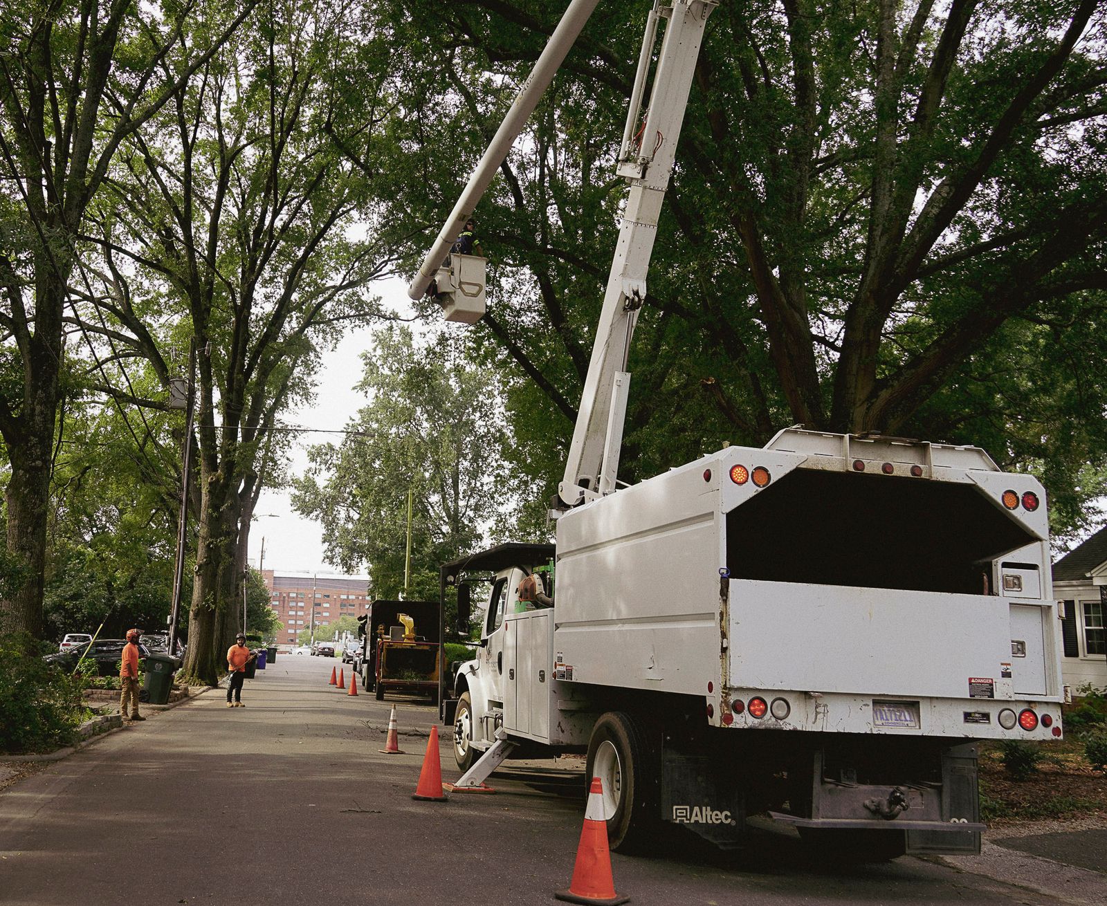 Everett Tree Service: Premier Tree Care Experts in Raleigh ...