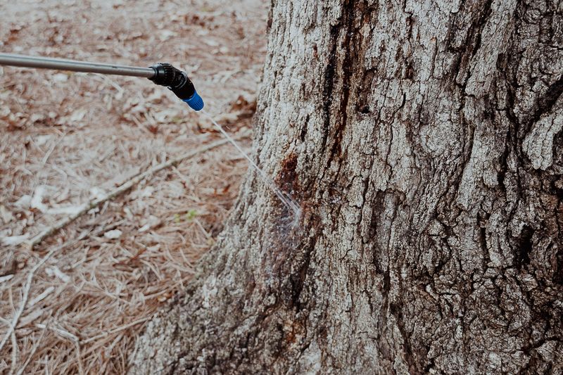 Everett Tree Service: Advanced Plant Healthcare & Eco-friendly ...