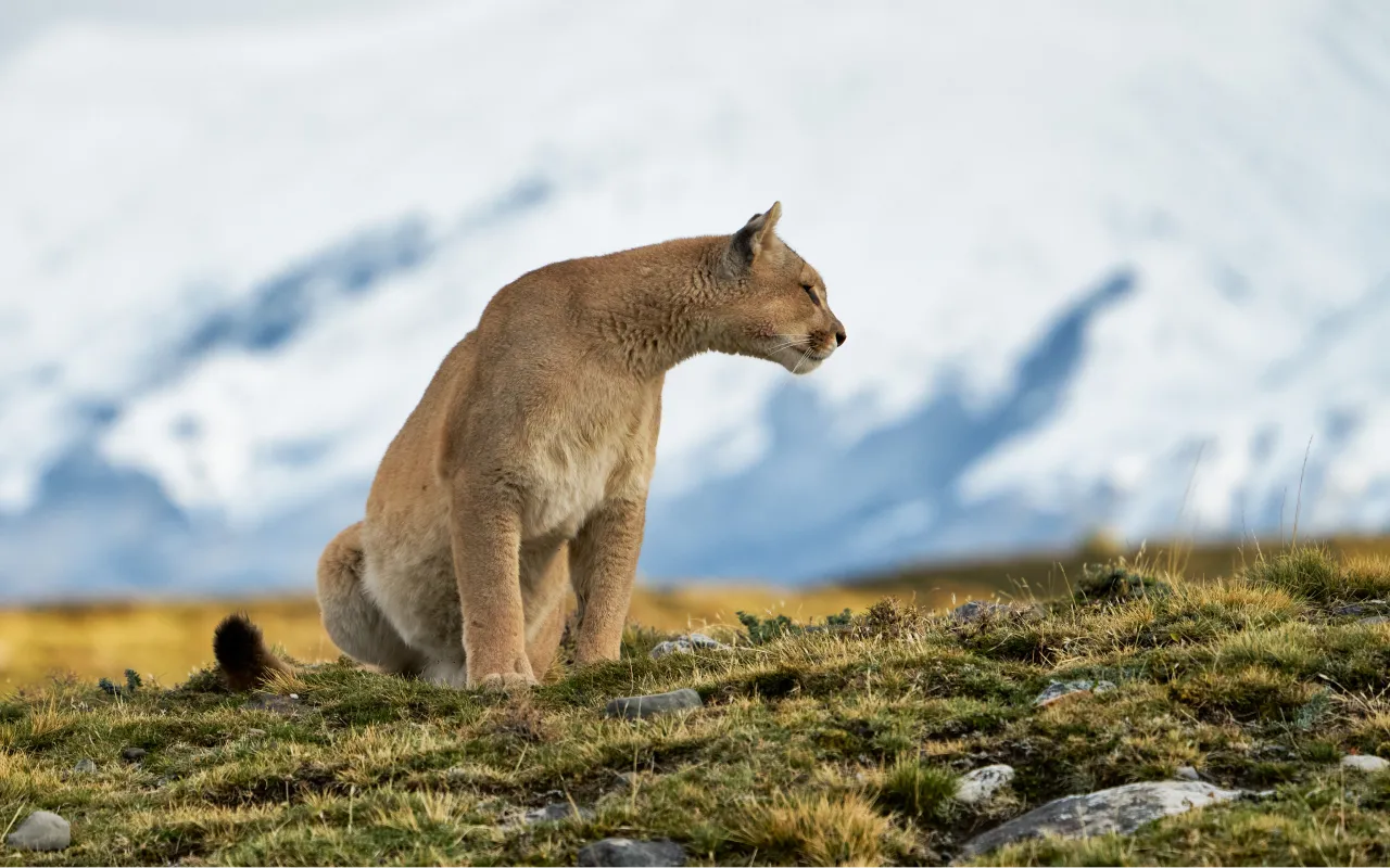 The Explorer Society | Patagonia
