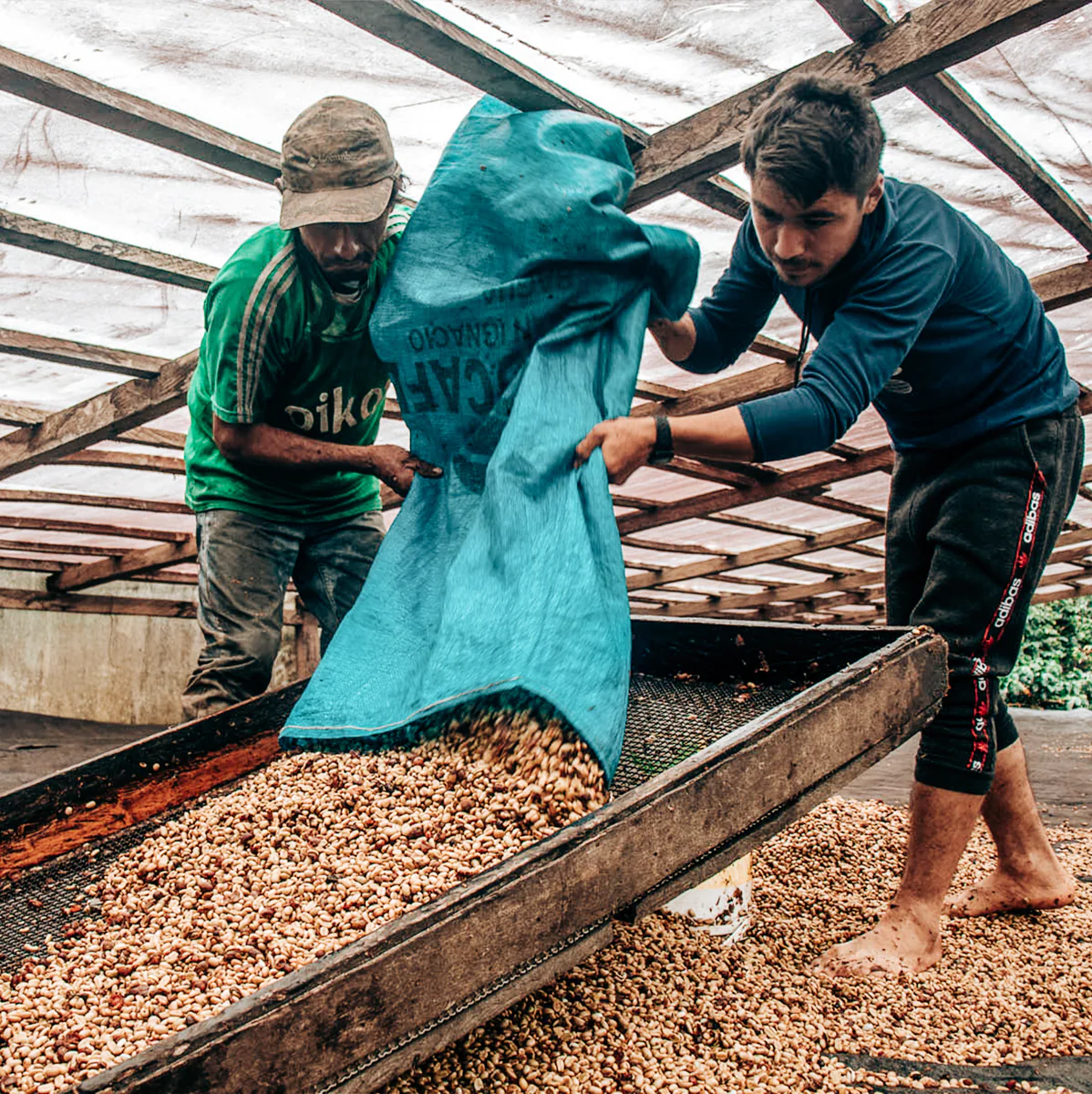 Green Coffee Collective