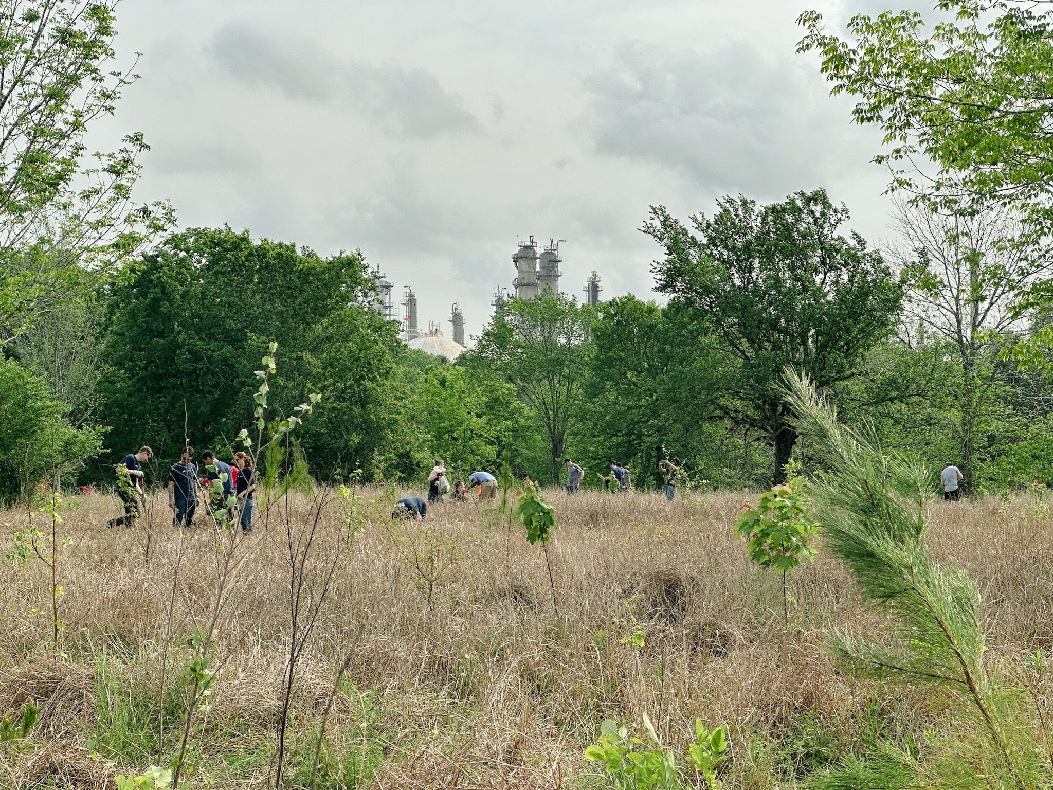 Environmental Impact | Reforestation + Habitat Restoration Efforts ...