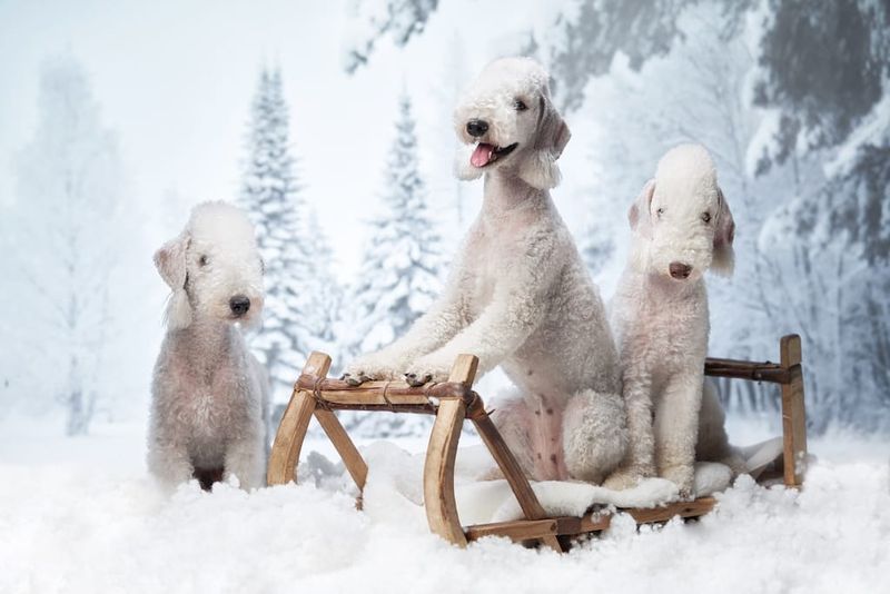 Bedlington Terrier: Distinctive Lamb-Like Companion