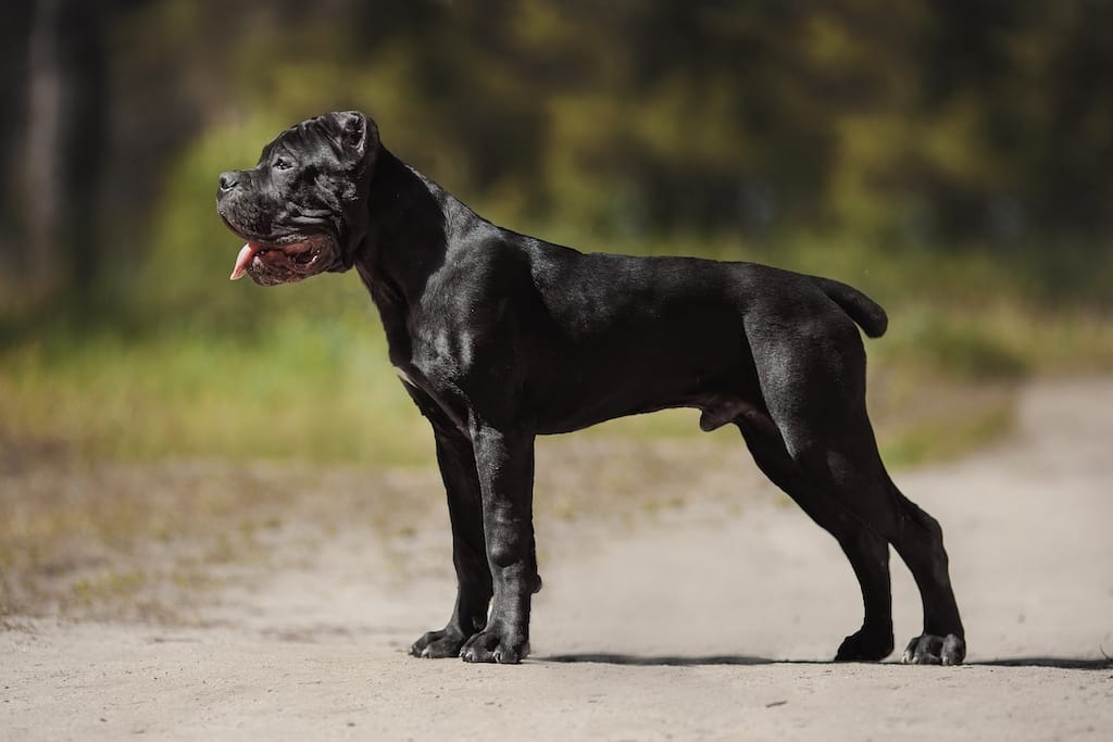 Cane Corso: A Guardian and Athletic Breed