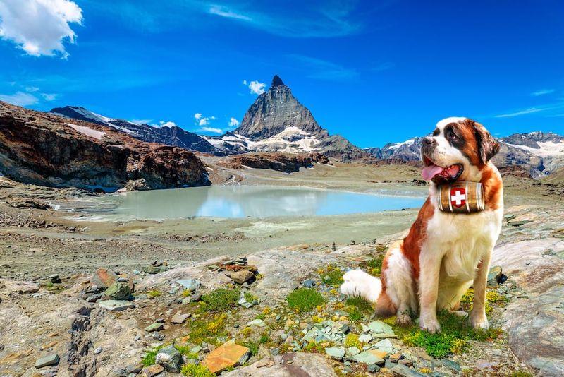 Saint Bernard: A Gentle Giant with a Big Heart