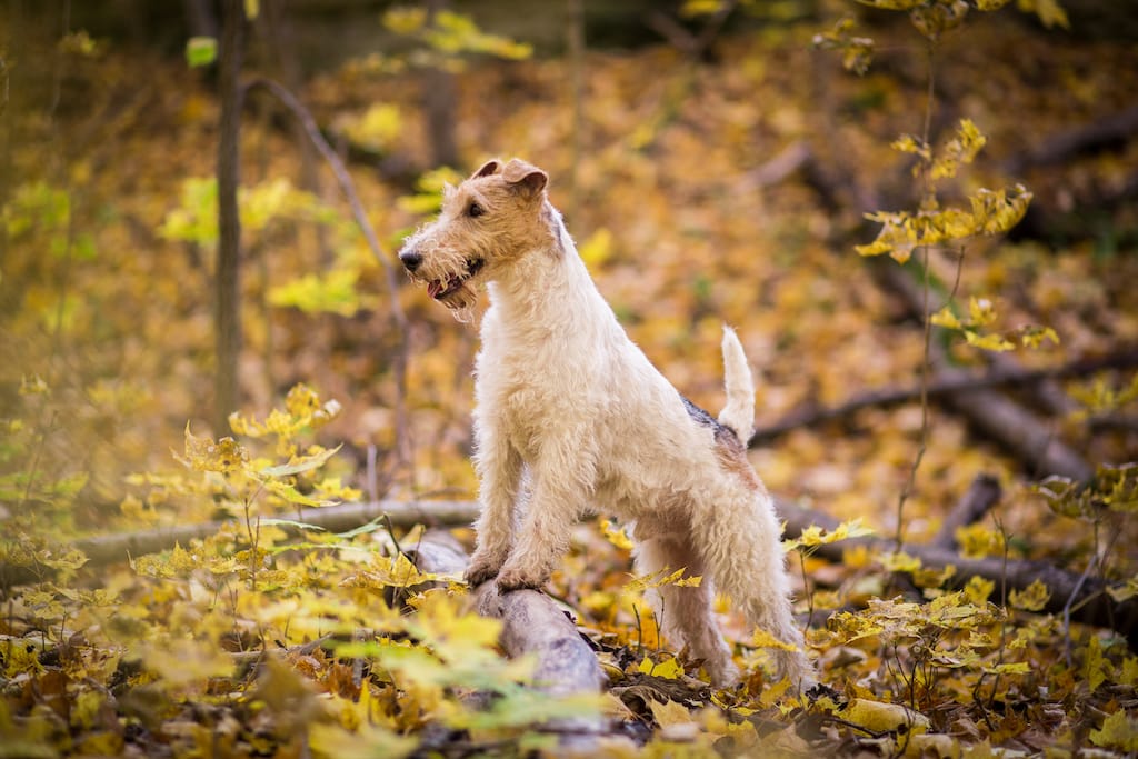 Fox Terrier: A Spirited and Dynamic Breed