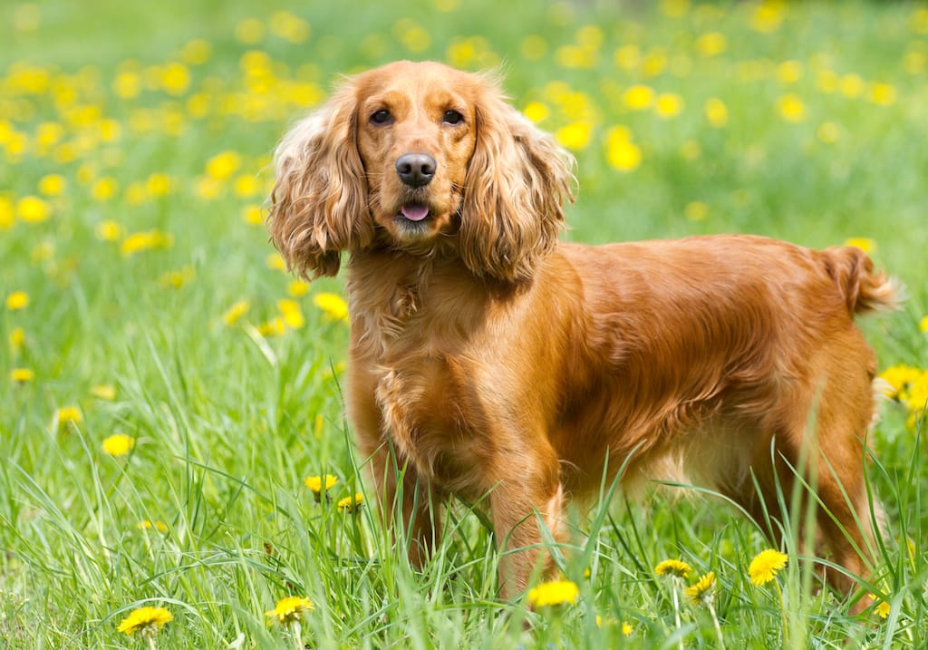 Cocker Spaniel: Charming, affectionate and versatile dogs