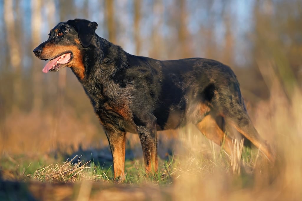 Beauceron: A Majestic and Loyal Breed