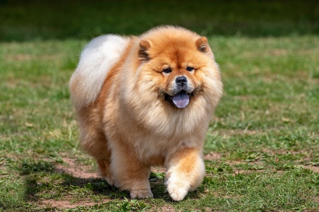 Chow Chow: A Lion-Like Mane and Regal Demeanor