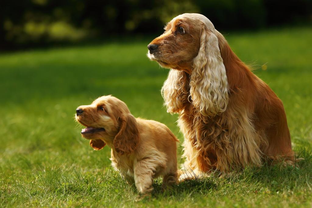 English Cocker Spaniel: A Delightful and Charming Breed