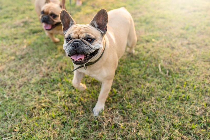 French Bulldog: A Charming and Affectionate Breed